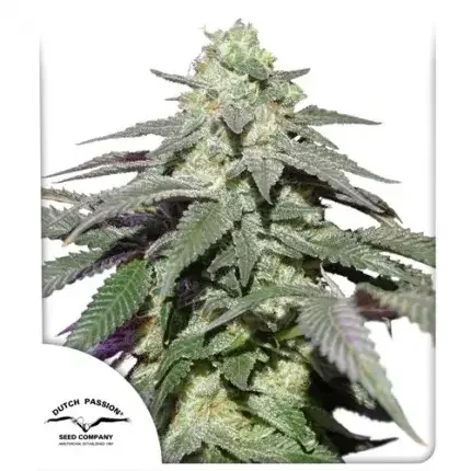 Dutch Passion Skywalker Haze AUTO - 3 autoflowering seeds - adonhusa.