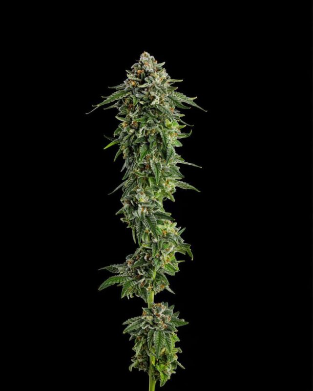Compound Genetics Jet Puft *The Menthol Vol. 2* - 7 feminized seeds
