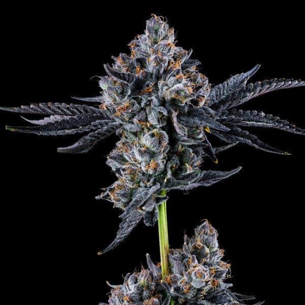 Wizard Trees Genetics Broadway Runtz - 6 feminisierte Samen - adonhus