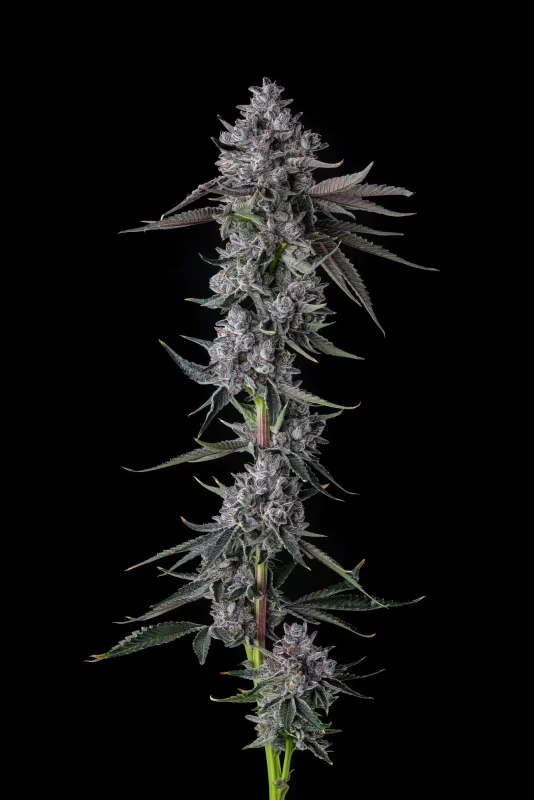 Compound Genetics Chrome Dome *Eye Candy* - 7 feminized seeds
