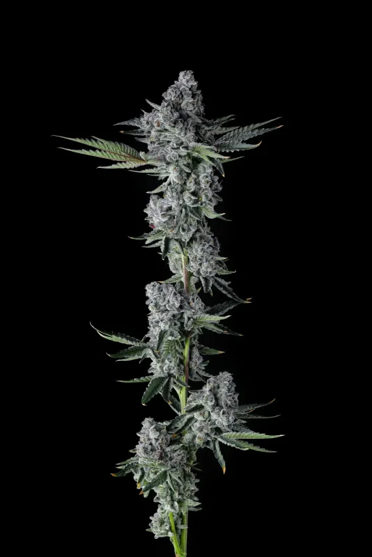 Compound Genetics Got Caught *Eye Candy* - 7 feminized seeds - adonhu