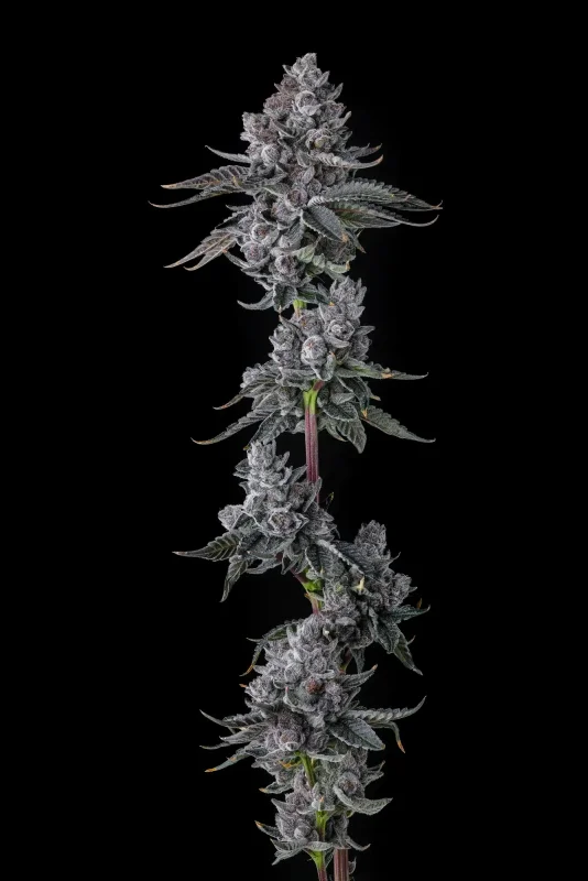 Compound Genetics Old Money *Eye Candy* - 7 feminized seeds