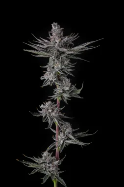Compound Genetics Rah Tah Tah *Eye Candy* - 7 feminisierte Samen - ad