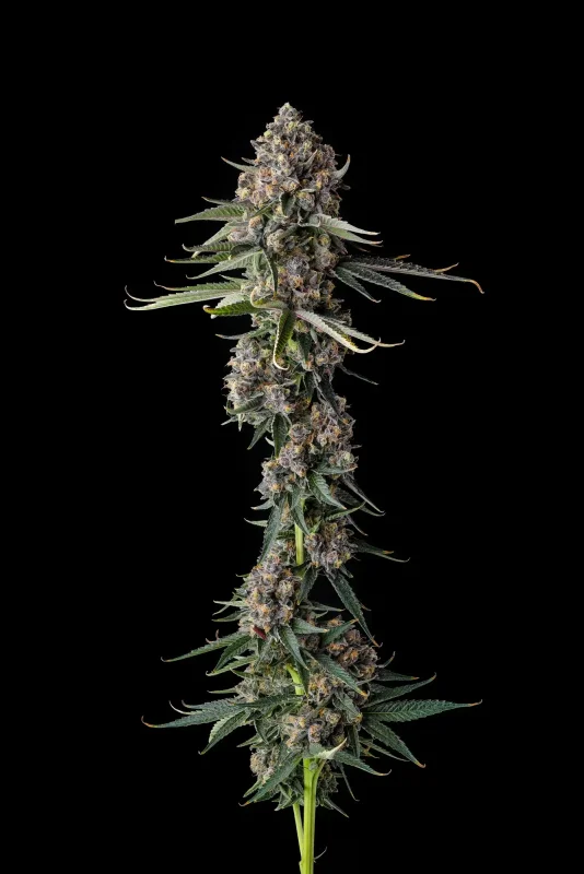 Compound Genetics Versace Sour *Eye Candy* - 7 feminized seeds - adon