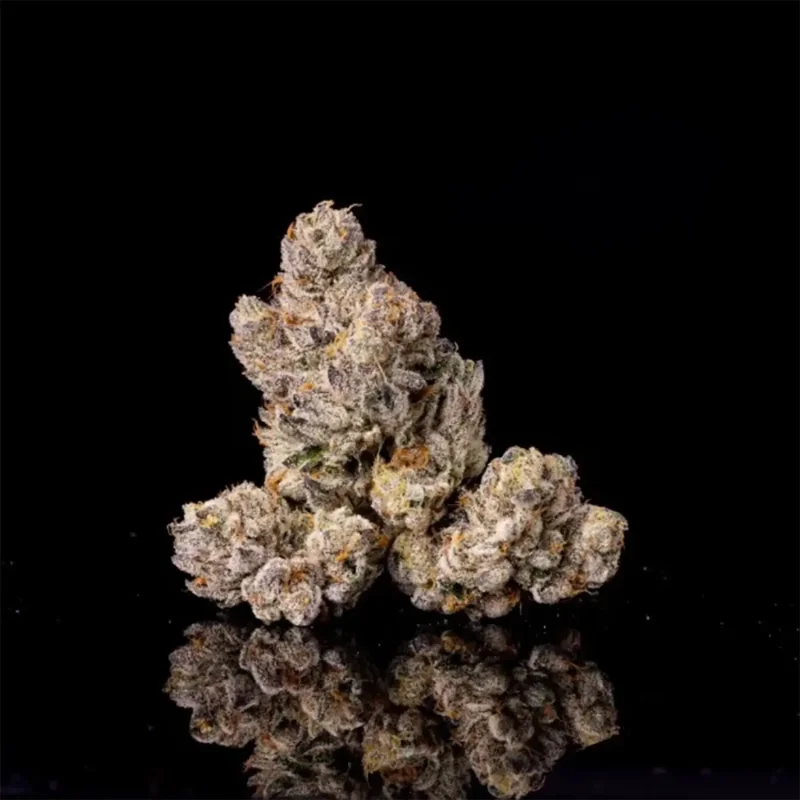 Wizard Trees Genetics 11:11 x Zangria - 3 feminized seeds